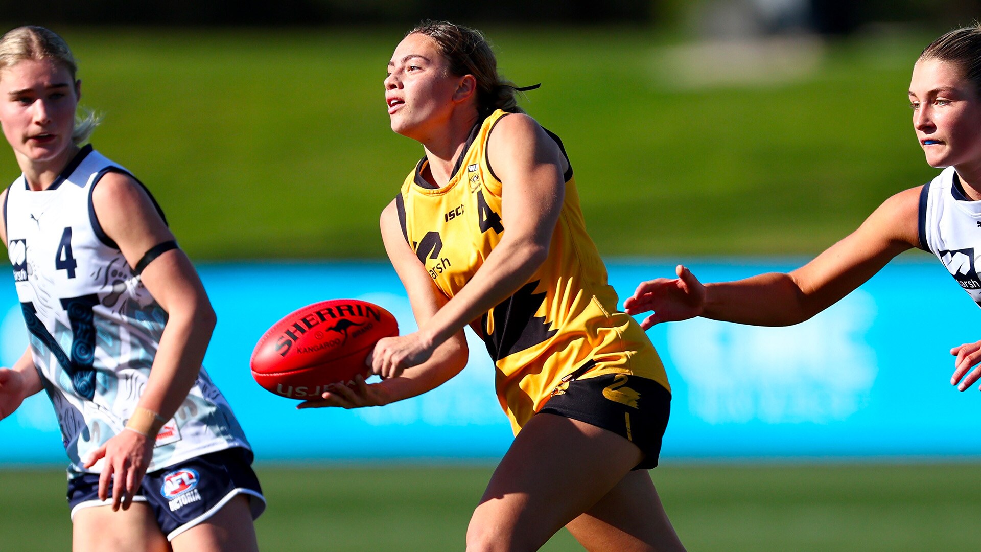 Scouting Report: Zippy Fish