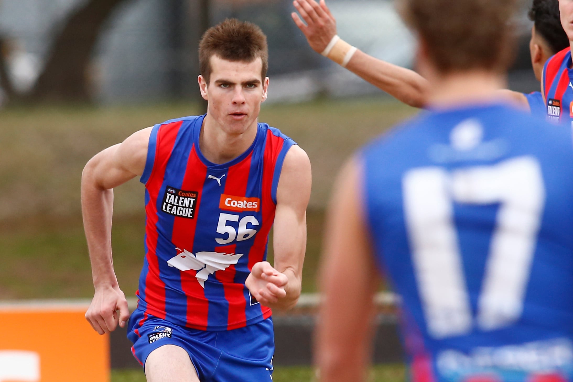 Same but different: Dogs urge patience with newest Darcy