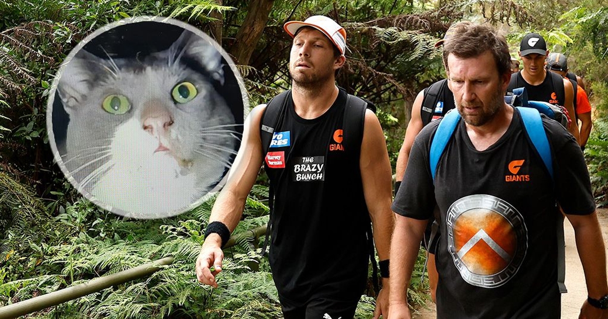 Mission im-puss-ible: The club-wide cat rescue at Giants HQ